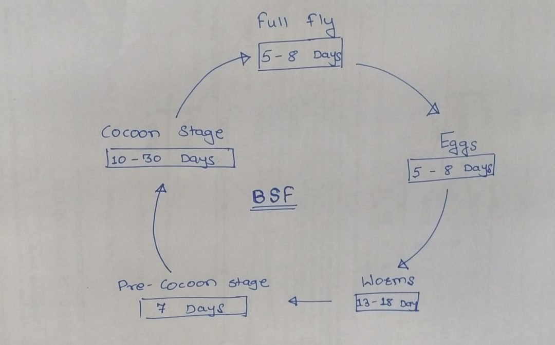 Black Soldier Fly (BSF) | DESIGN INNOVATION CENTER