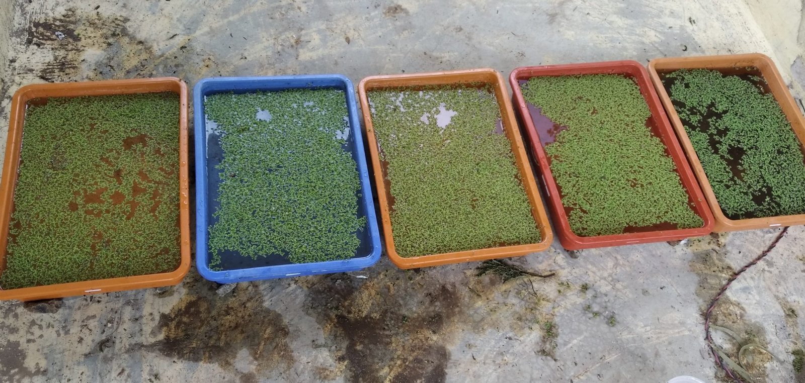 Azolla Growth Trials | DESIGN INNOVATION CENTER
