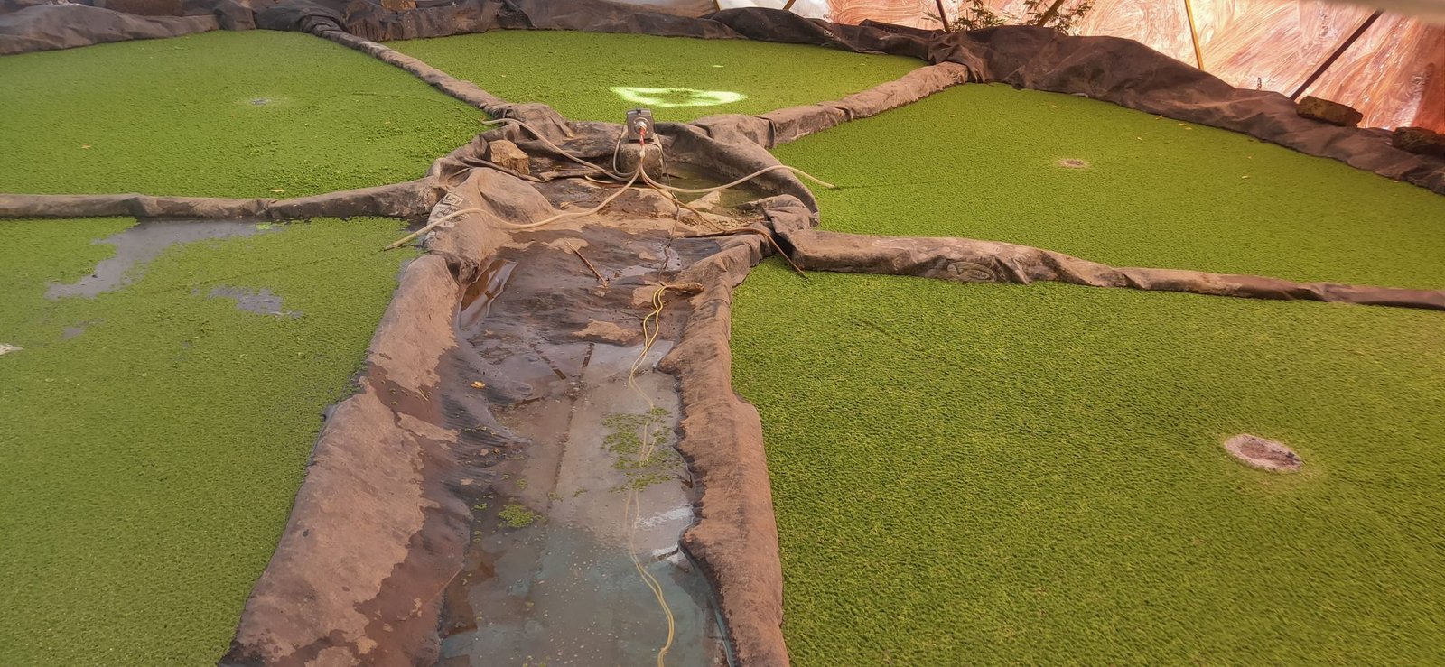 Azolla Growth Trials | DESIGN INNOVATION CENTER
