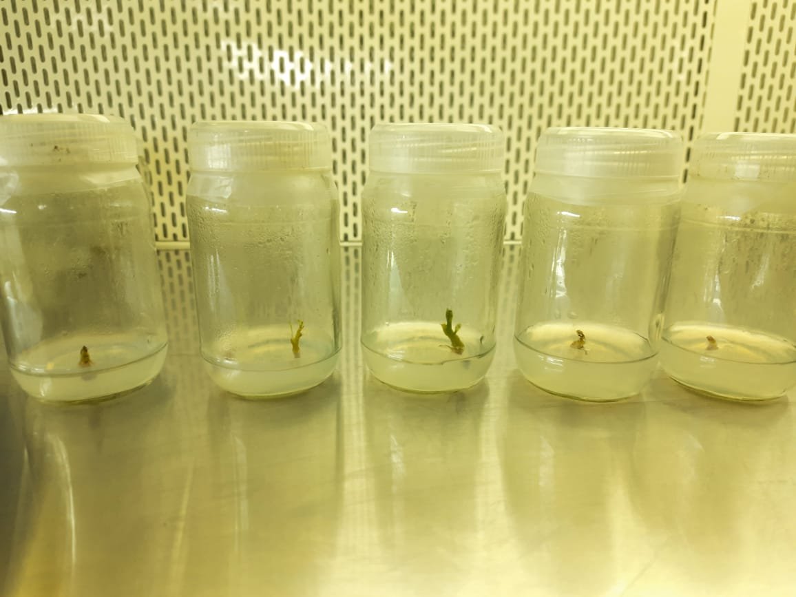 In Vitro Micropropagation Of Potato | DESIGN INNOVATION CENTER