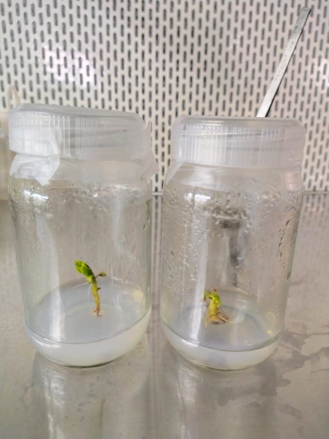 In Vitro Micropropagation Of Potato | DESIGN INNOVATION CENTER