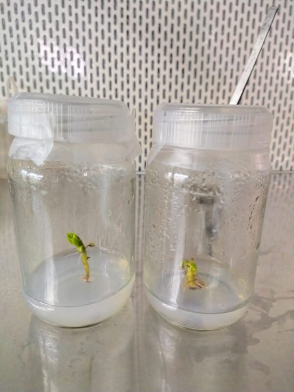 In Vitro Micropropagation Of Potato | DESIGN INNOVATION CENTER