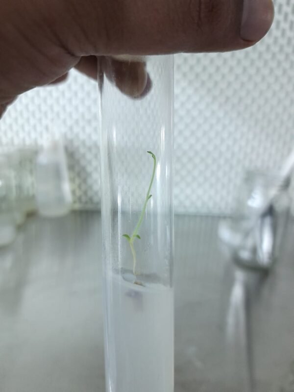 In Vitro Micropropagation Of Potato | DESIGN INNOVATION CENTER