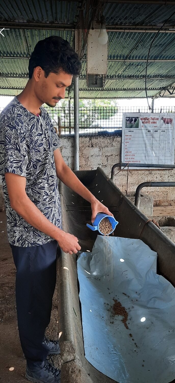 How to calculate the feed of dairy cattle ? | DESIGN INNOVATION CENTER