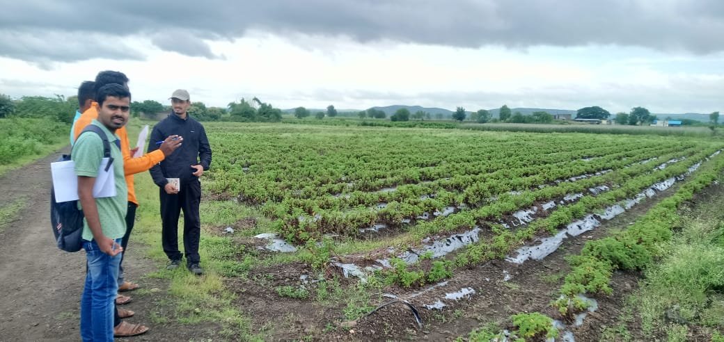 Geranium Farm | DESIGN INNOVATION CENTER
