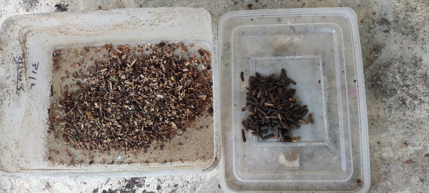 Black Soldier Fly (BSF) | DESIGN INNOVATION CENTER