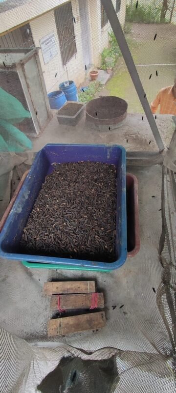 Black Soldier Fly (BSF) | DESIGN INNOVATION CENTER