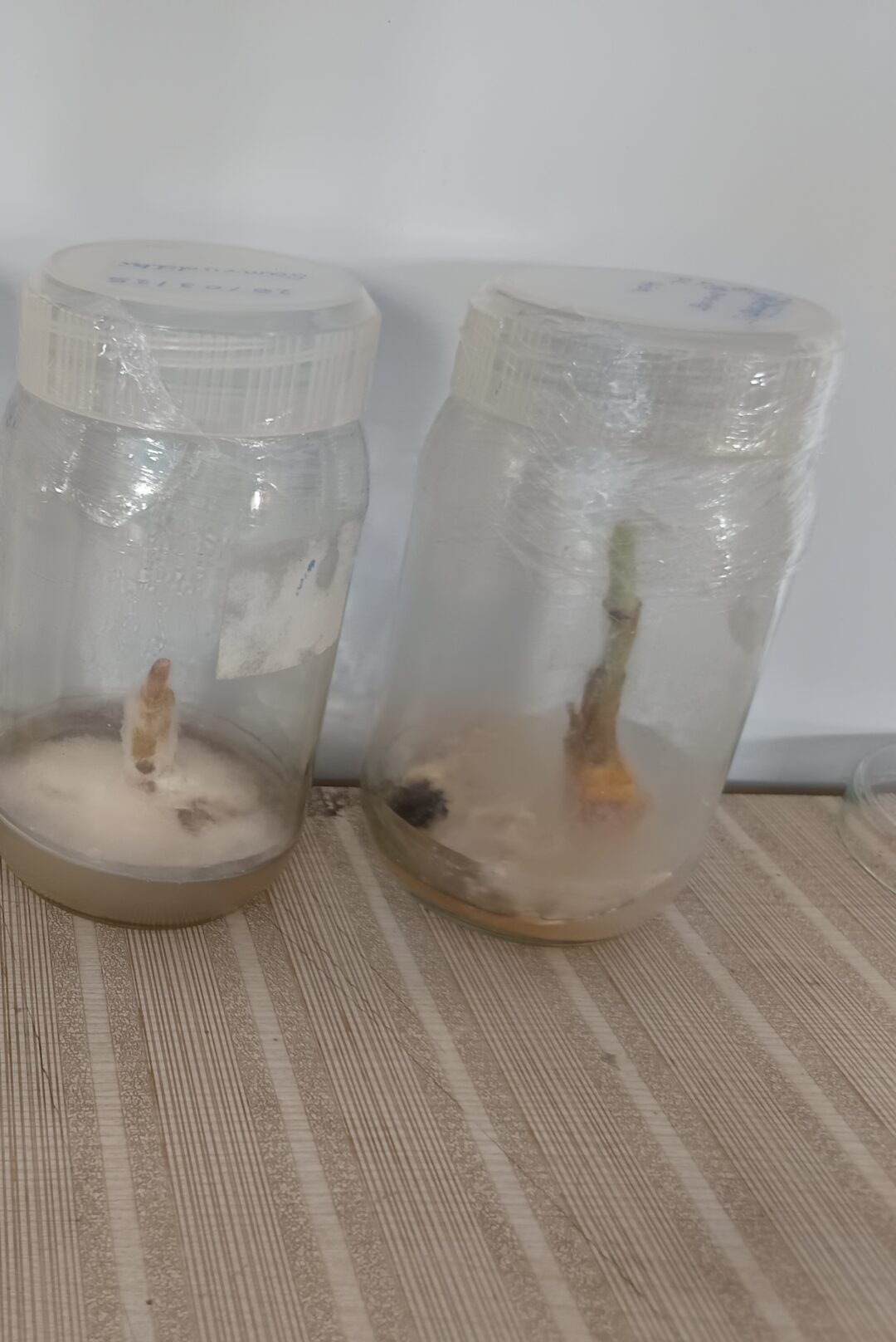PLANT TISSUE CULTURE OF TURMERIC | DESIGN INNOVATION CENTER